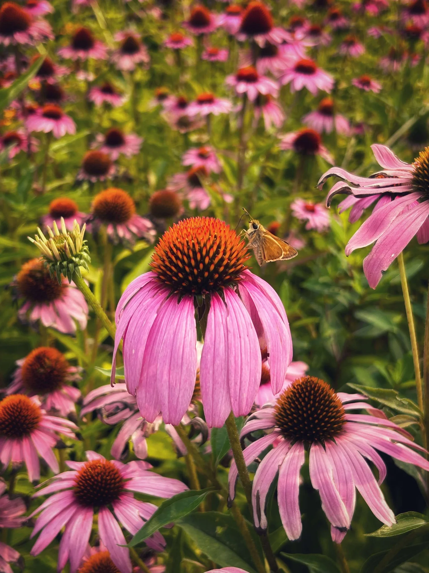 Purple Coneflower (Echinacea purpurea) — Plant and Bloom Design Studio
