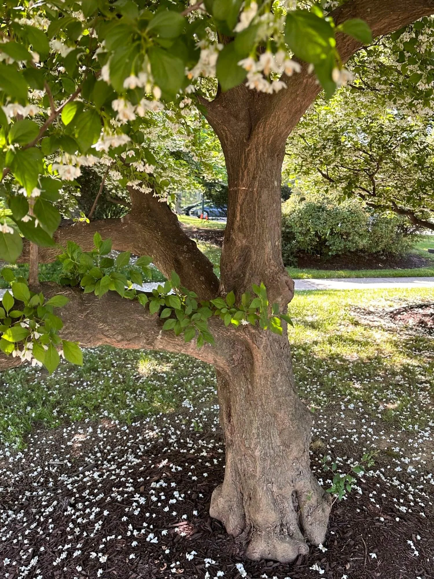 Japanese Snowbell Tree (Styrax japonicus) — Plant and Bloom Design Studio