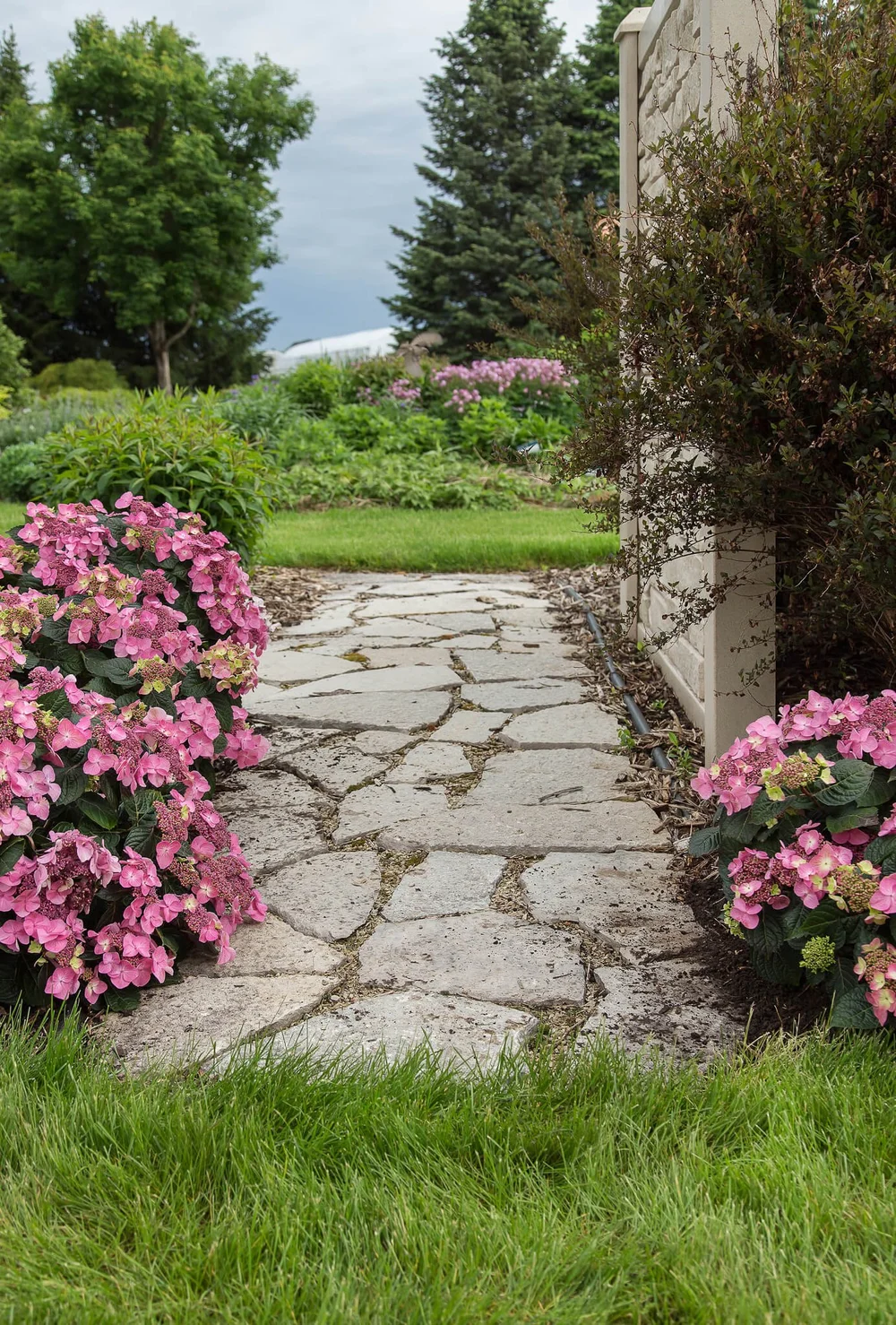 Endless Summer® Pop Star® Reblooming Hydrangea (Hydrangea macrophylla ...