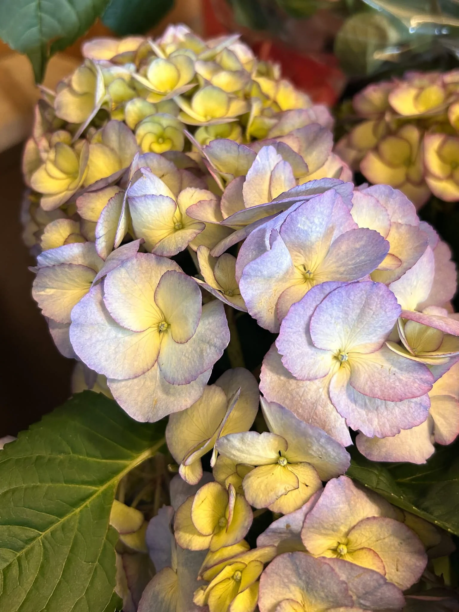Kanmara® Splendour In Lilac Hydrangea (Hydrangea macrophylla 'H211906 ...