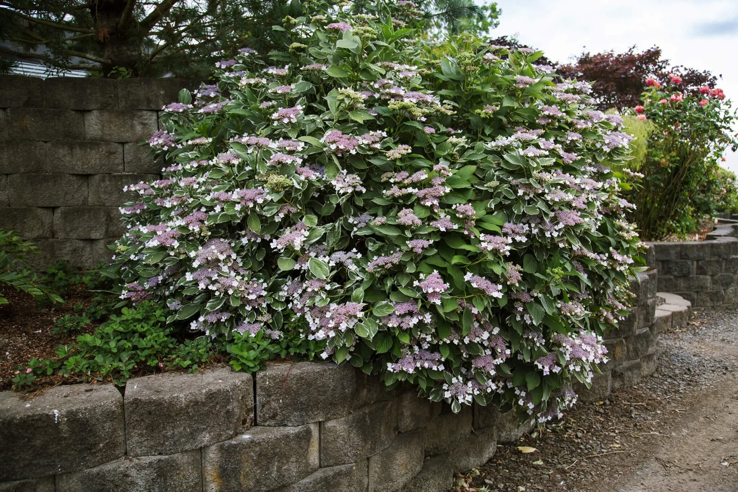 Light-O-Day® Hydrangea (Hydrangea macrophylla 'BAILDAY') — Plant and ...