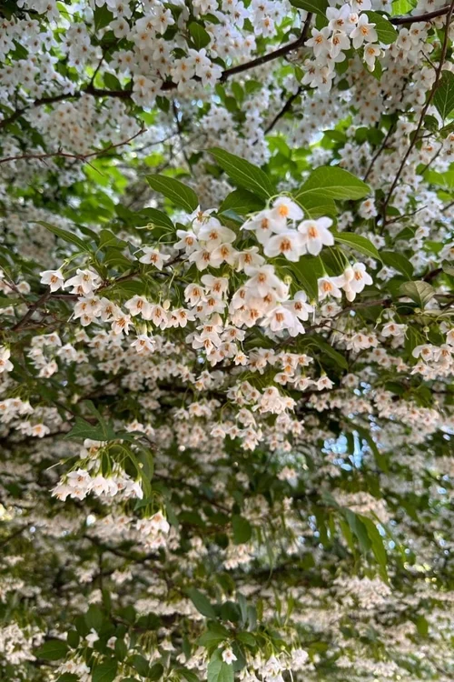 Japanese Snowbell Tree — Plant and Bloom Design Studio