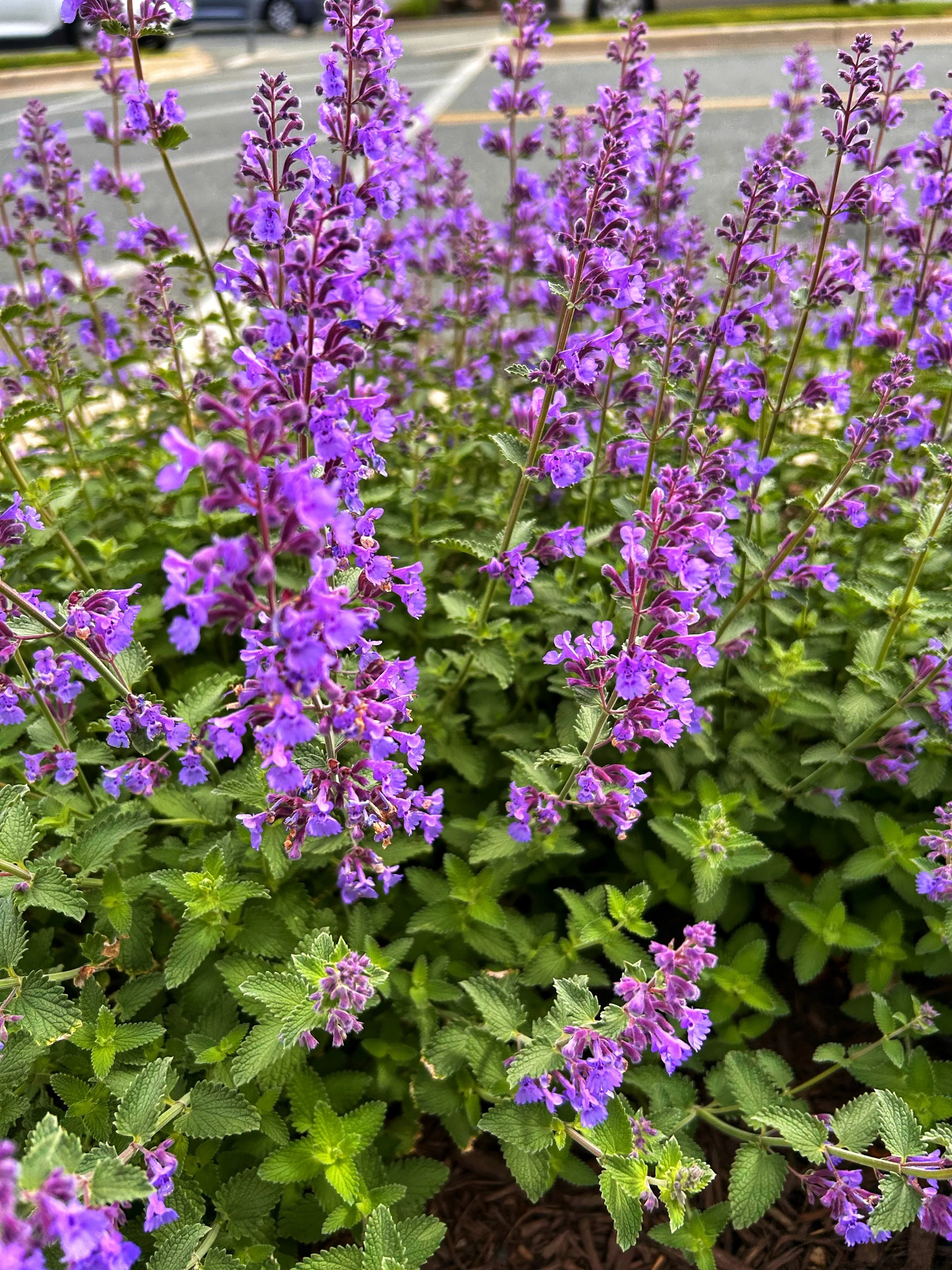 Catmint (Nepeta) — Plant and Bloom Design Studio