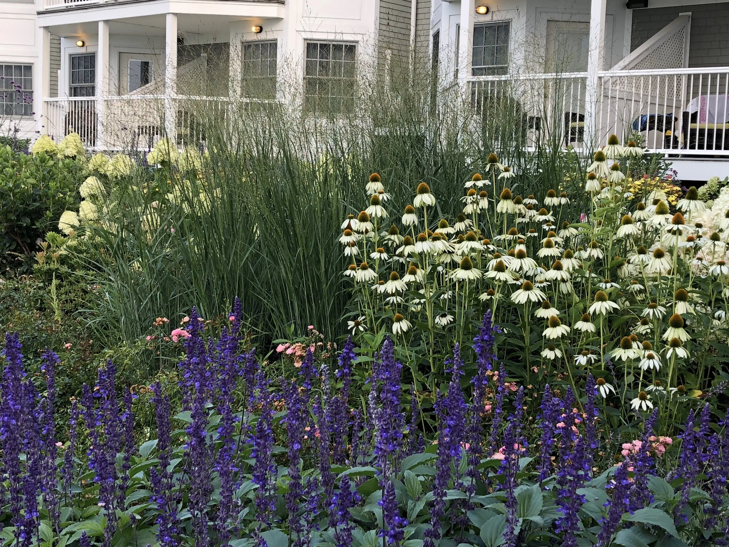 White Swan Coneflower — Plant and Bloom Design Studio