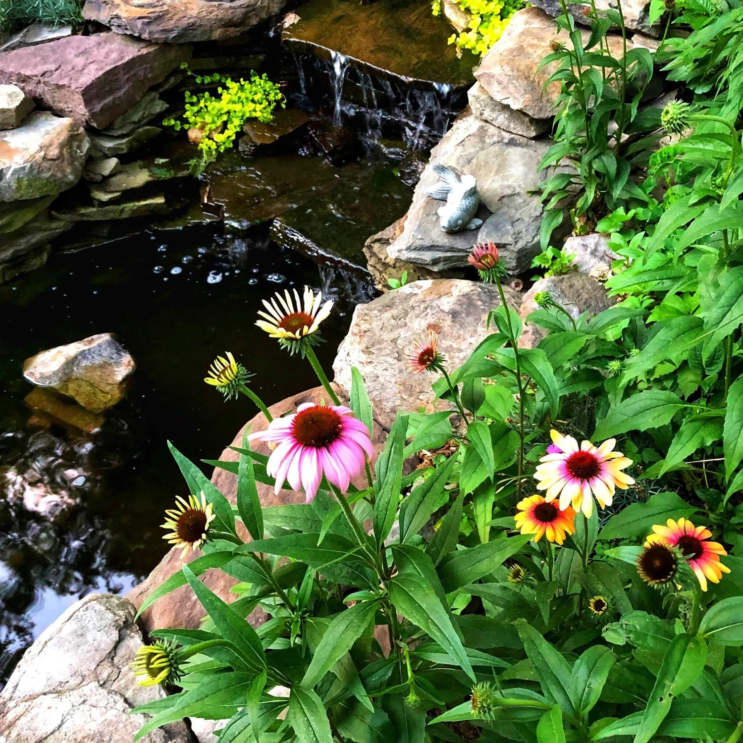 Rainbow Marcella Coneflower — Plant and Bloom Design Studio