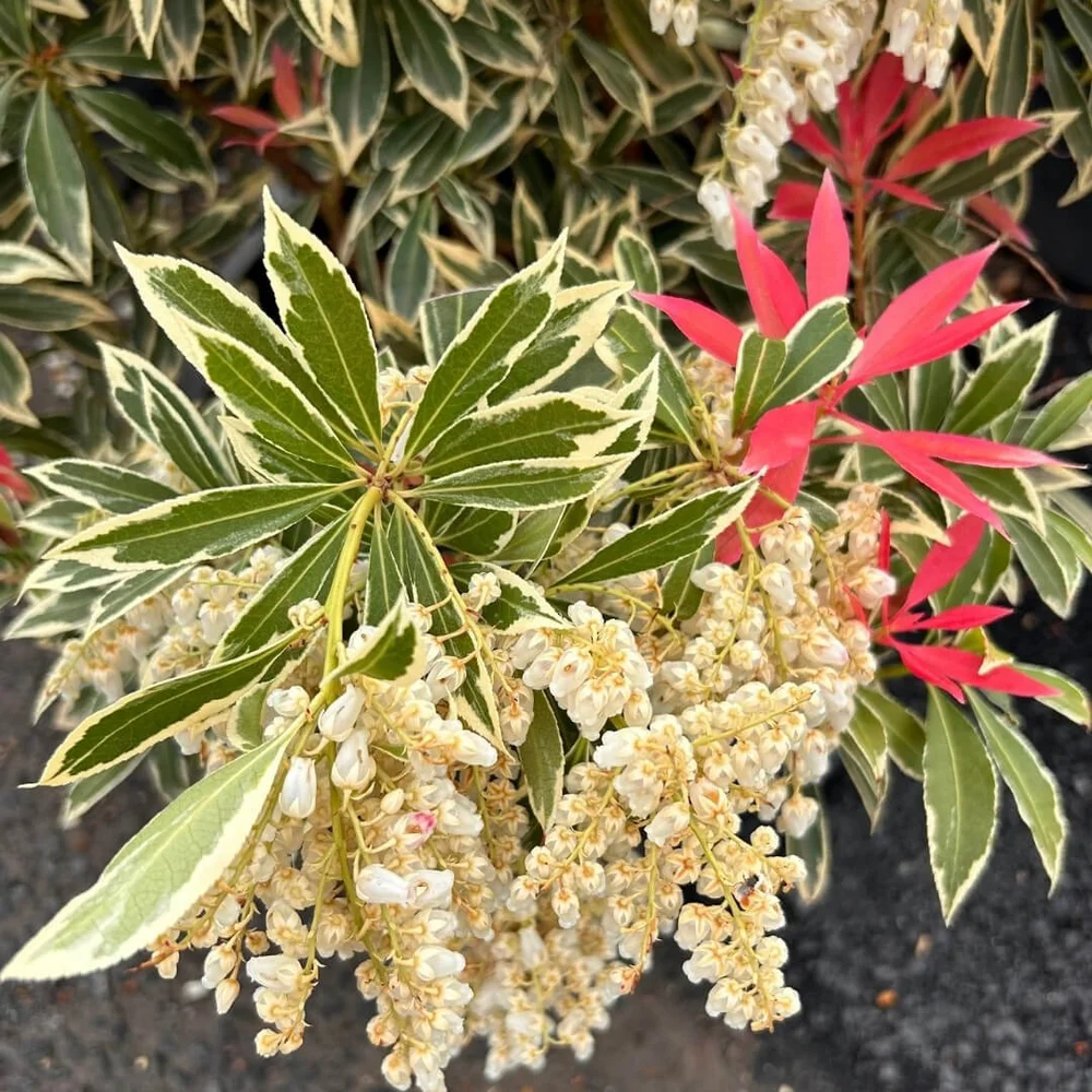 Japanese Andromeda — Plant and Bloom Design Studio