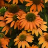 15 Colorful Echinacea Types — Plant and Bloom Design Studio