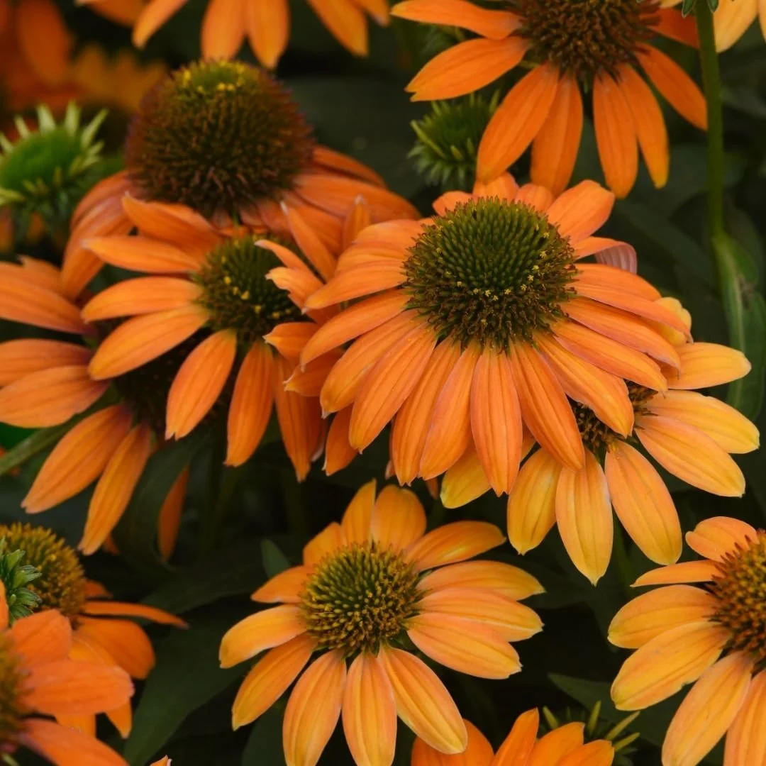 15 Colorful Echinacea Types — Plant and Bloom Design Studio
