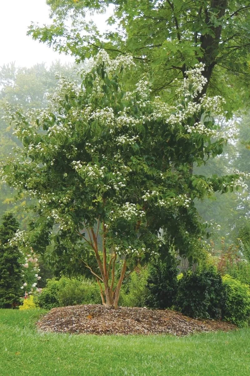 10 Butterfly Nectar Plants — Plant and Bloom Design Studio