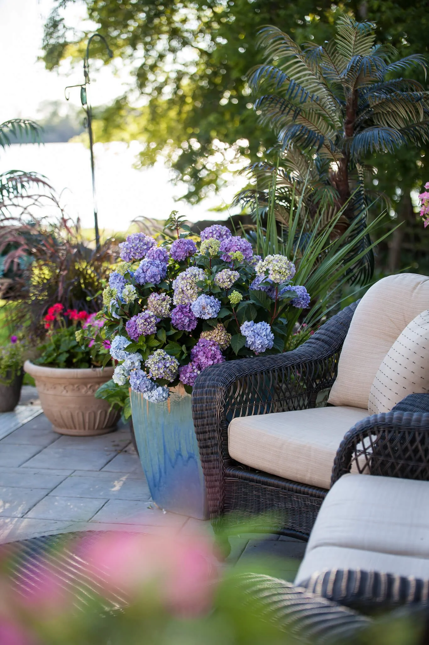 Bigleaf Hydrangea (Hydrangea macrophylla) — Plant and Bloom Design Studio