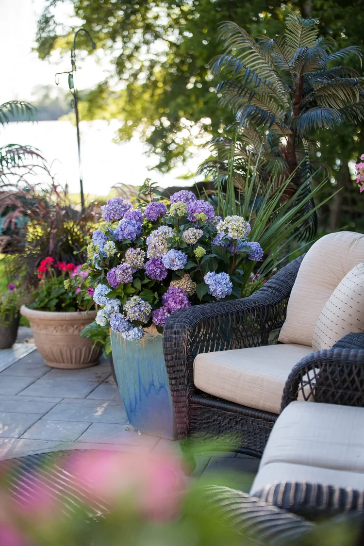 Bigleaf Hydrangea (Hydrangea macrophylla) — Plant and Bloom Design Studio