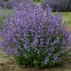 Catmint (Nepeta) — Plant and Bloom Design Studio