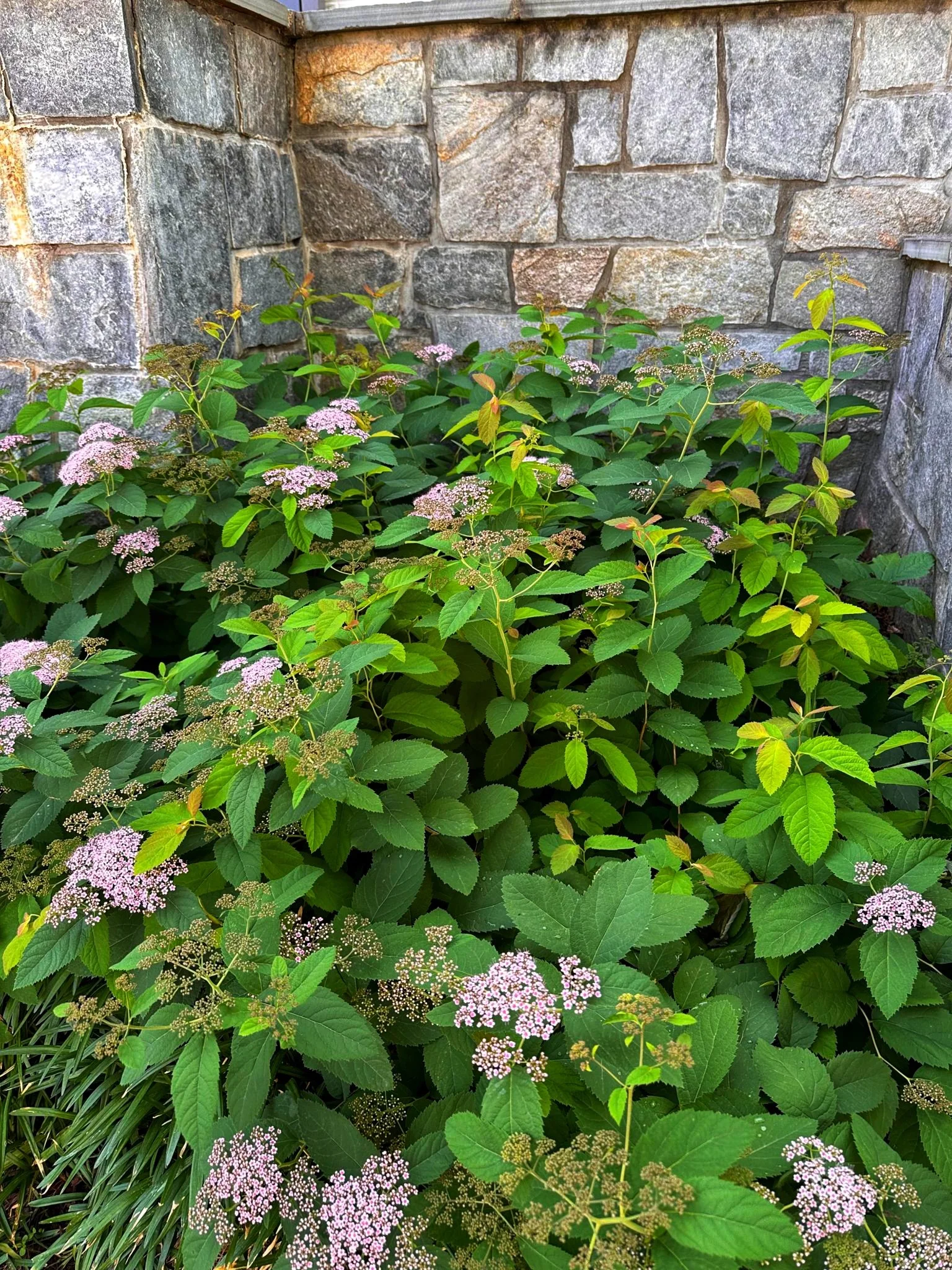 Japanese Spirea (Spirea japonica) — Plant and Bloom Design Studio