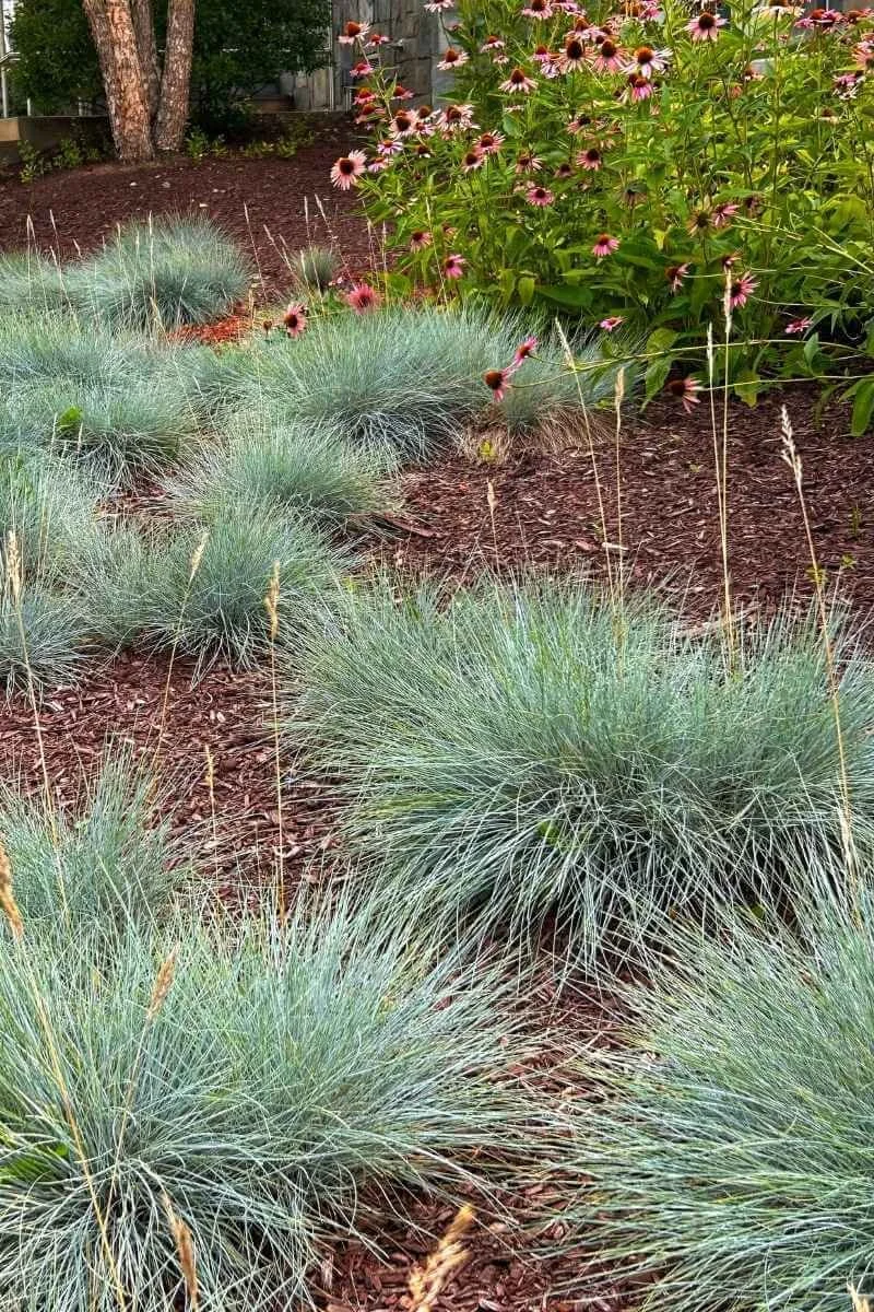 Blue Fescue Grass Plant — Plant and Bloom Design Studio