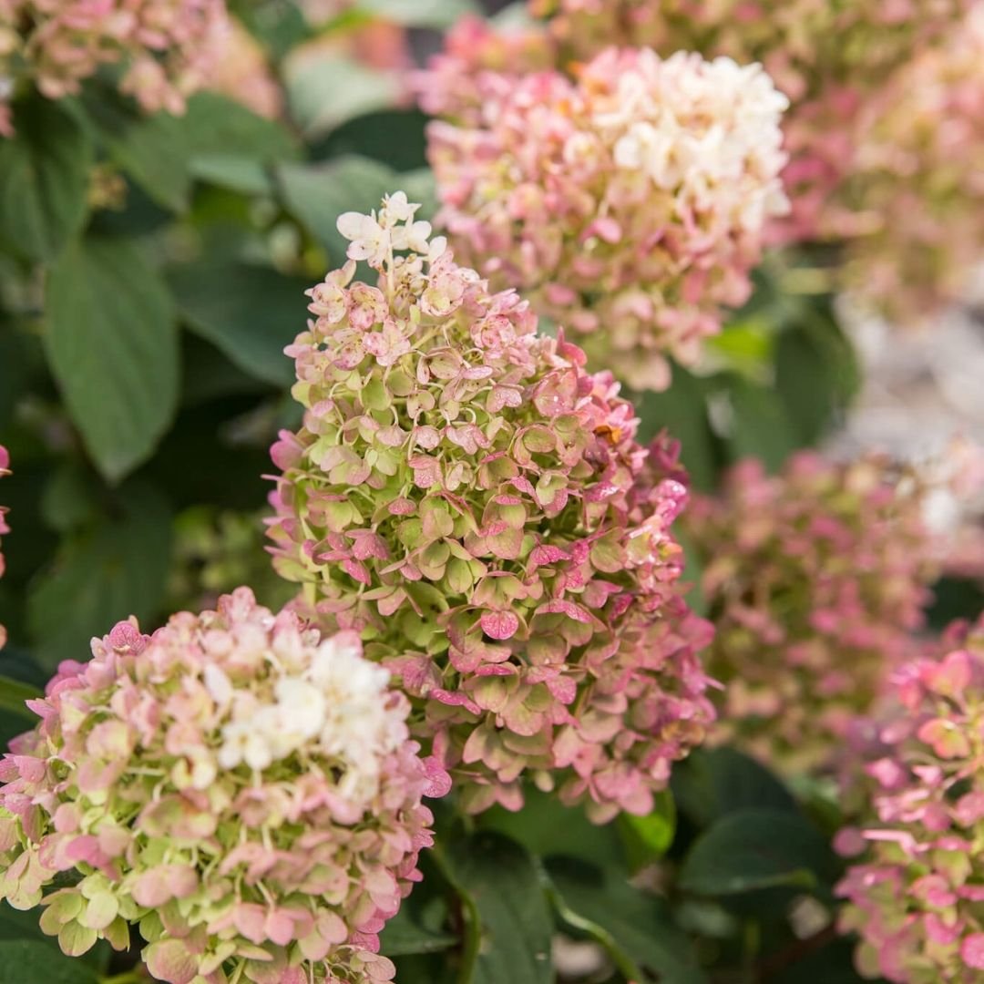 Little Hottie® Hydrangea — Plant and Bloom Design Studio