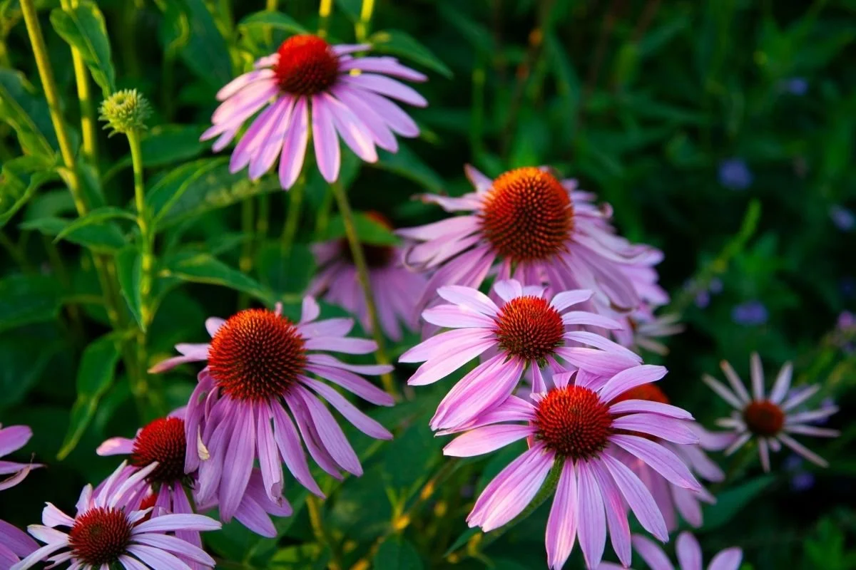 Pollinator Plants for Bees — Plant and Bloom Design Studio