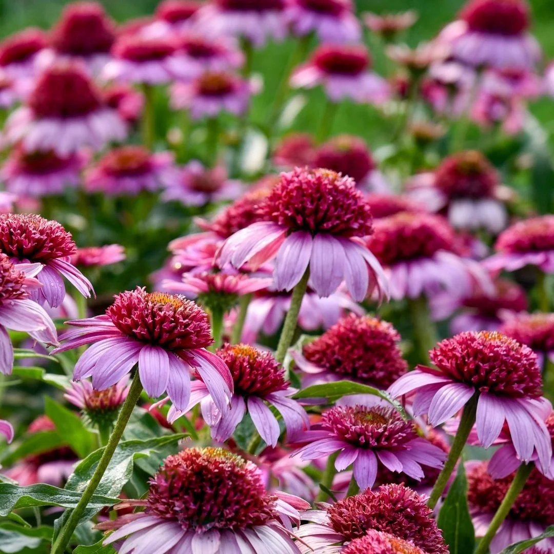 15 Colorful Echinacea Types — Plant and Bloom Design Studio