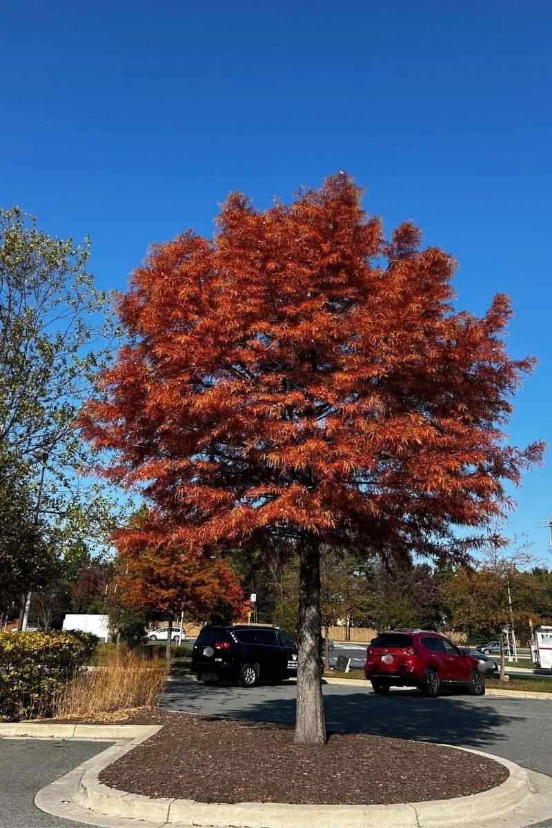 The Bald Cypress Tree — Plant and Bloom Design Studio