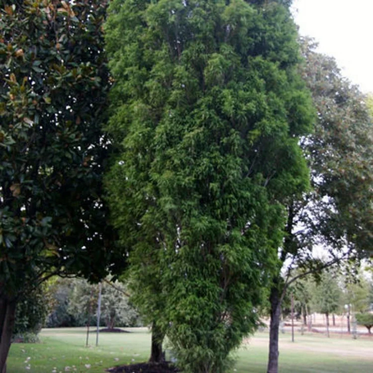 The Bald Cypress Tree — Plant and Bloom Design Studio