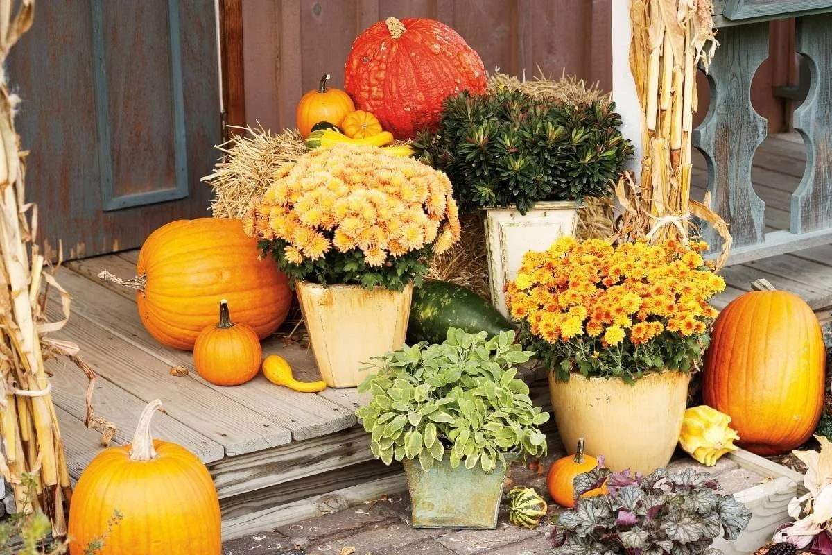 10 Fall Blooming Perennials — Plant and Bloom Design Studio