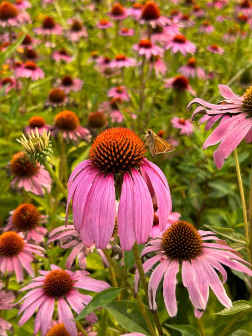 10 Best Butterfly Nectar Plants — Plant and Bloom Design Studio
