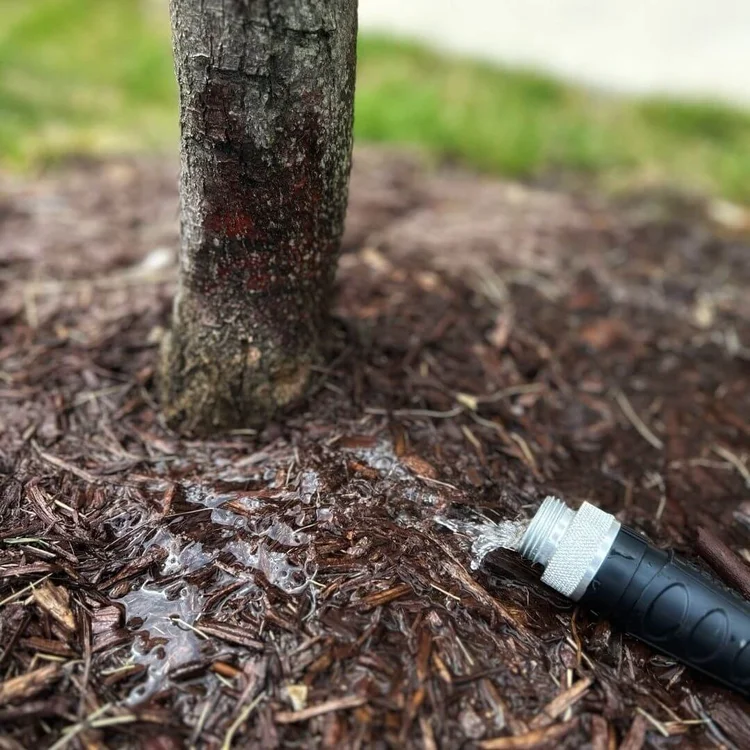 How to Water a Tree — Plant and Bloom Design Studio