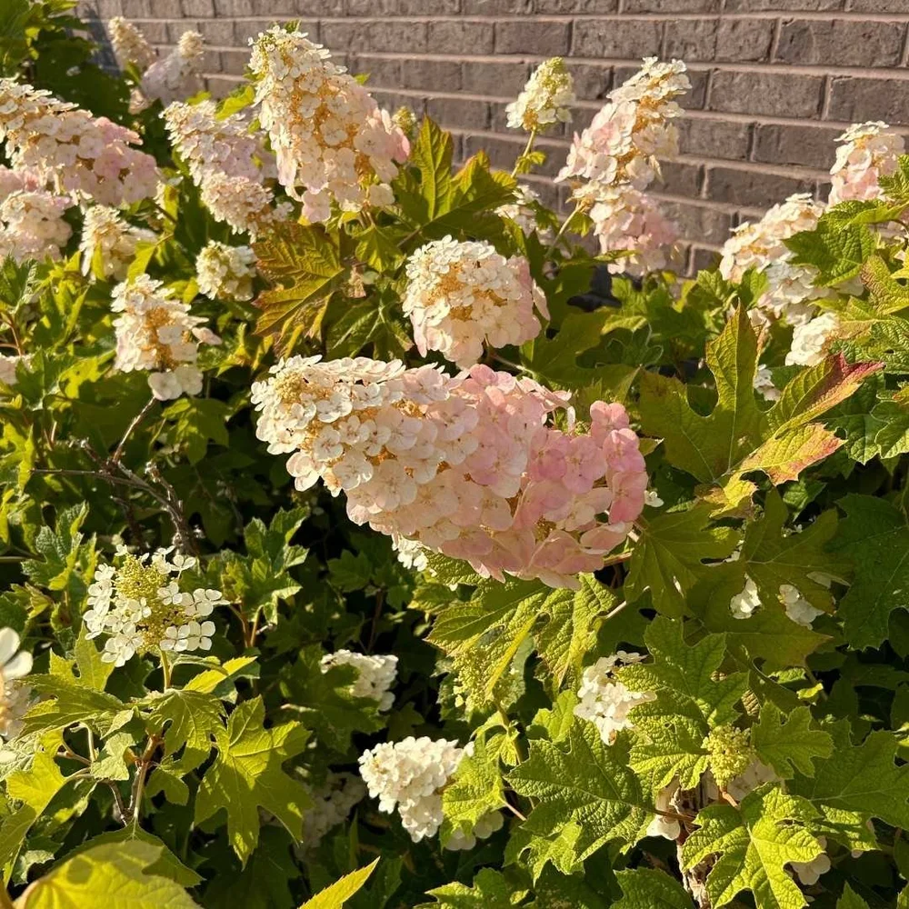 Ruby Slippers Hydrangea — Plant and Bloom Design Studio