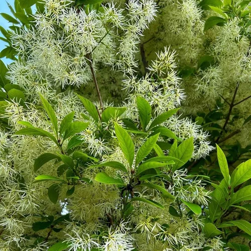 11 Wet Soil Shrubs That Absorb Water (Including Evergreens) — Plant and ...