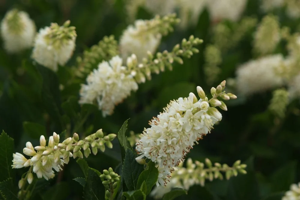 Summersweet Sweet Pepperbush — Plant and Bloom Design Studio