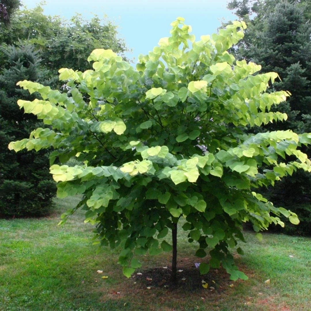 Which Redbud Tree is Best? — Plant and Bloom Design Studio