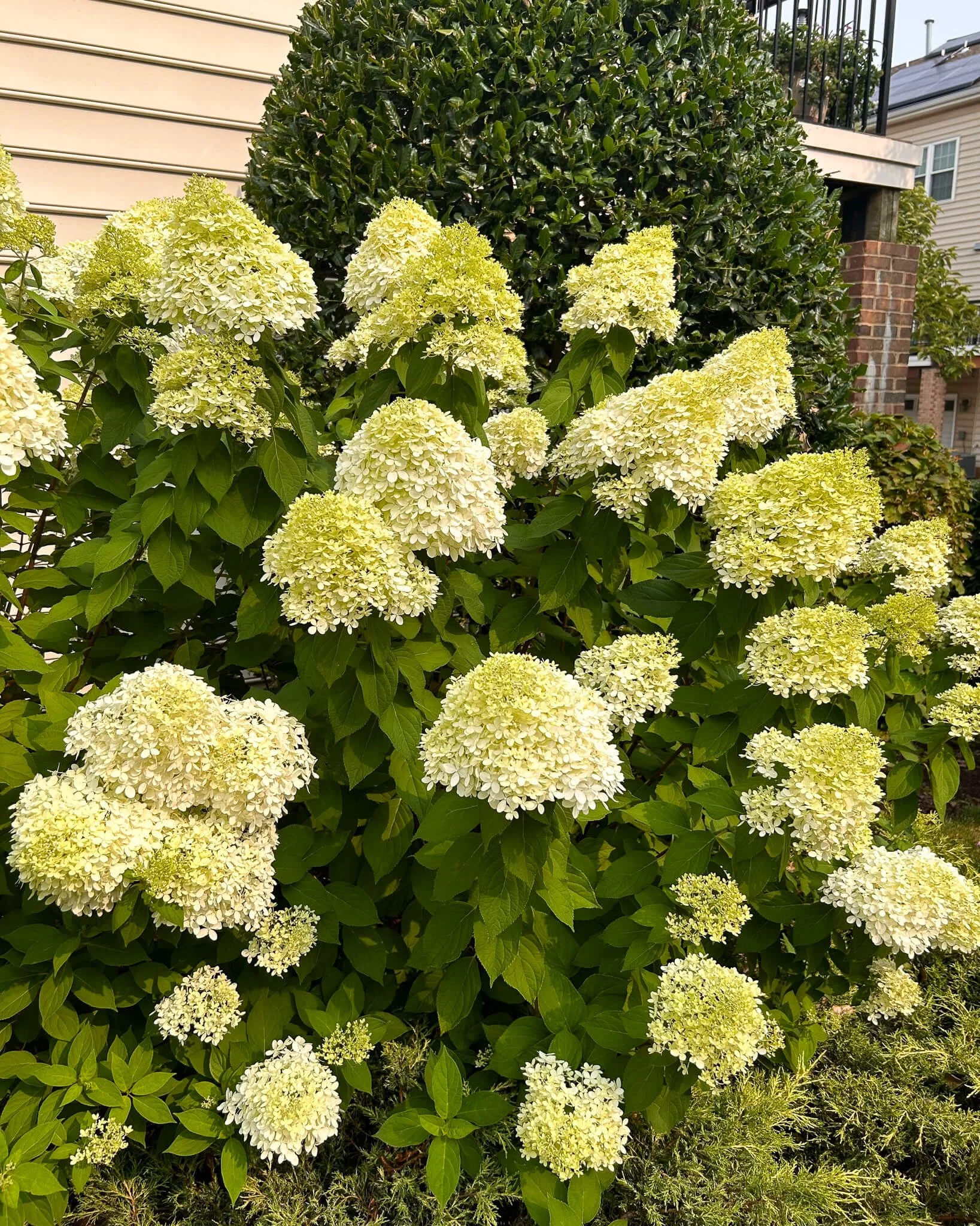 Panicle Hydrangea (Hydrangea paniculata) — Plant and Bloom Design Studio