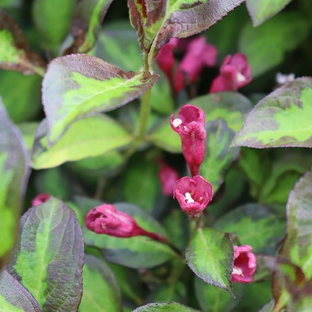 10 Goth Garden Plants: Dark Foliage Picks for a Moody Garden — Plant ...