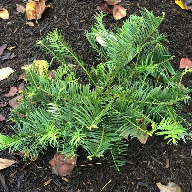 Front of House Shade Shrubs — Plant and Bloom Design Studio