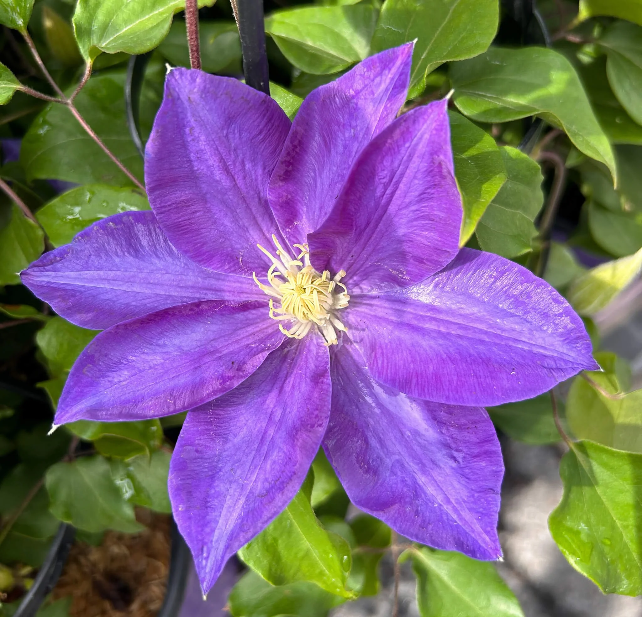Chevalier™ Clematis (Clematis 'Evipo040') — Plant and Bloom Design Studio