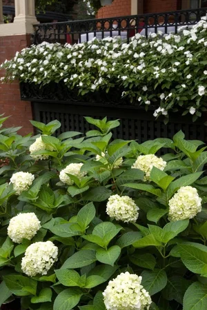 Endless Summer® Blushing Bride Hydrangea — Plant and Bloom Design Studio