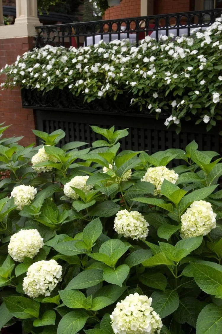 Endless Summer® Blushing Bride Hydrangea — Plant and Bloom Design Studio