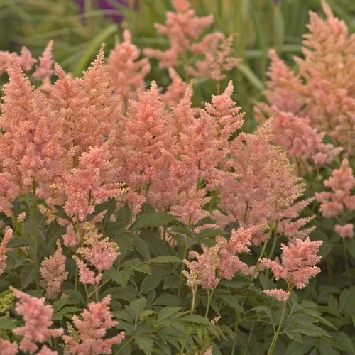 Astilbe Shade Flowers — Plant and Bloom Design Studio