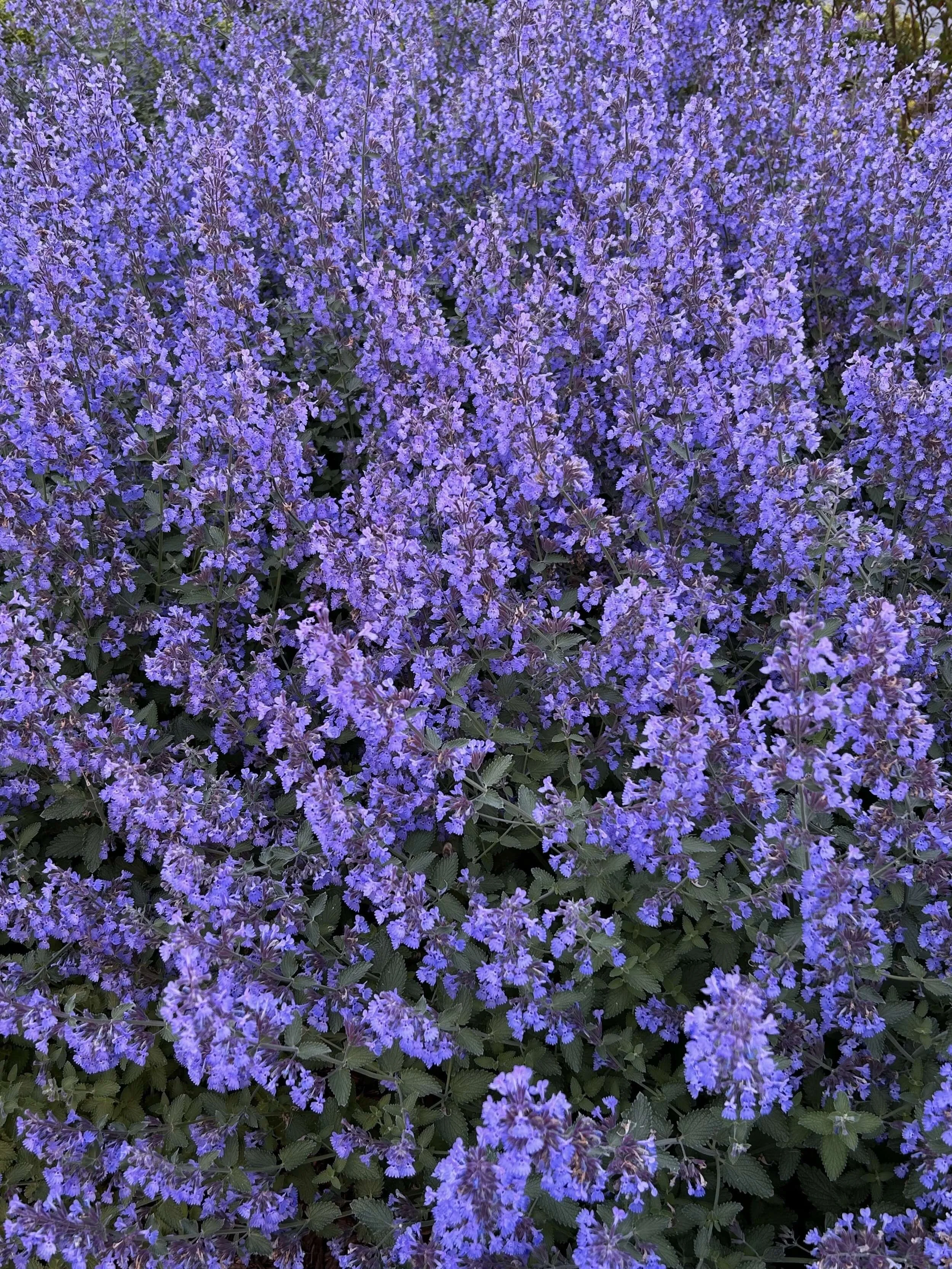 Nurturing Nature's Beauties: 5 Essential Nectar Plants for your ...