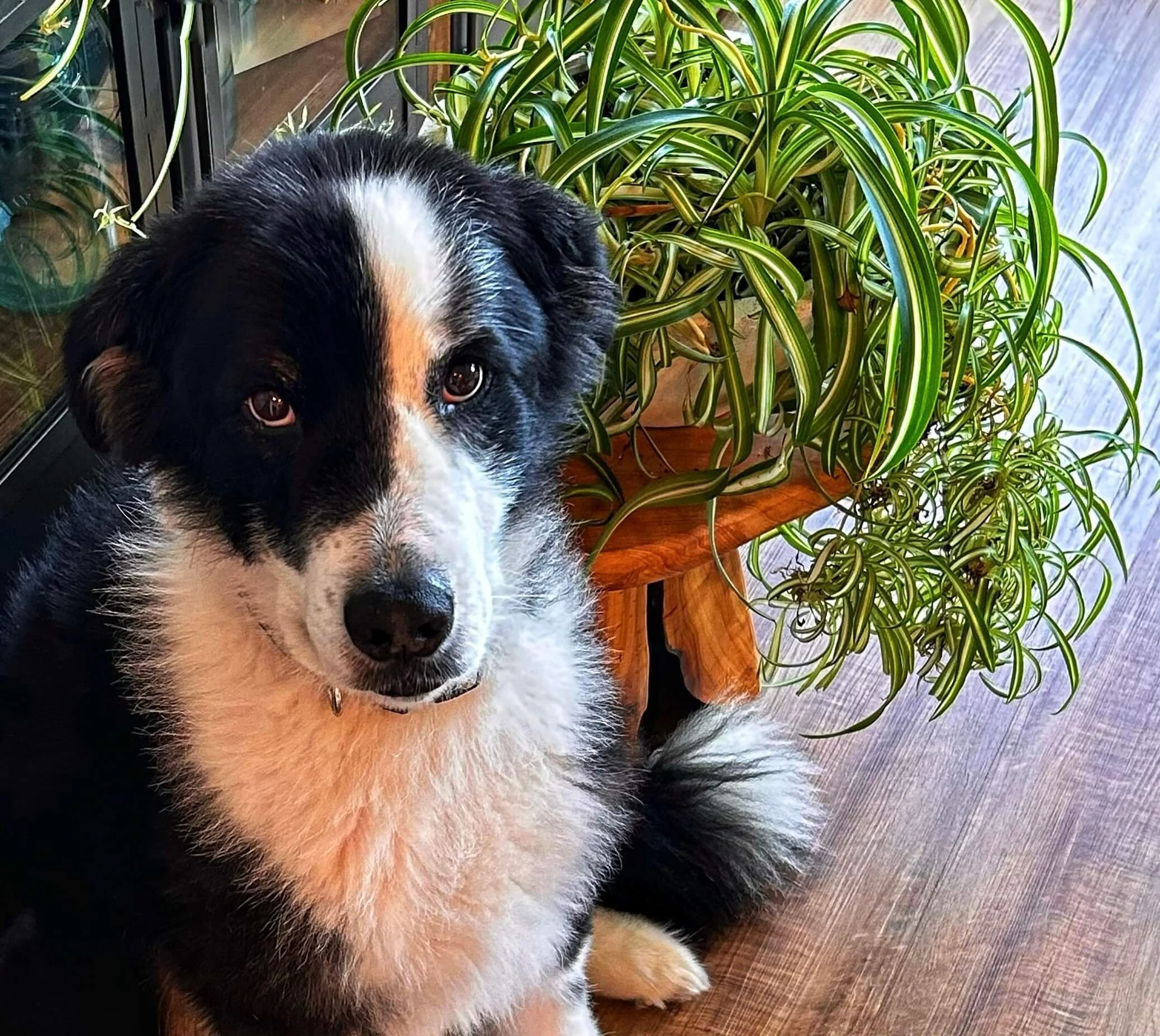 It's National Dog Day! Which Plants are Toxic to Dogs? — Plant and ...