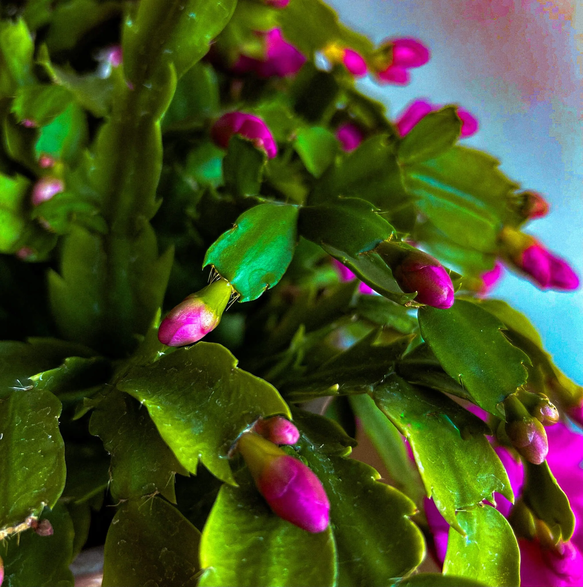 Thanksgiving Cactus Plant — Plant and Bloom Design Studio