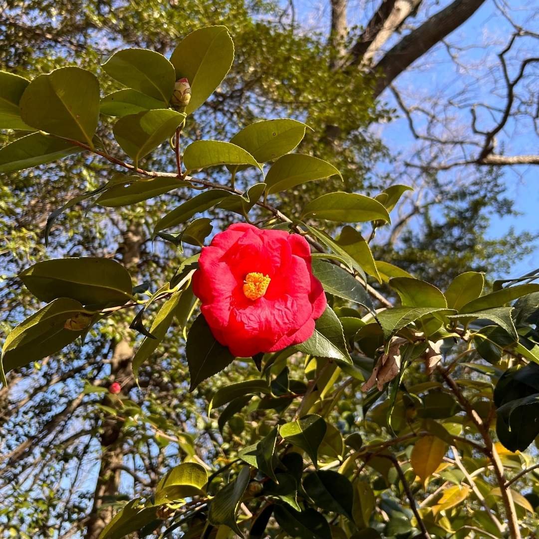 Lady Clare Japanese Camellia — Plant and Bloom Design Studio