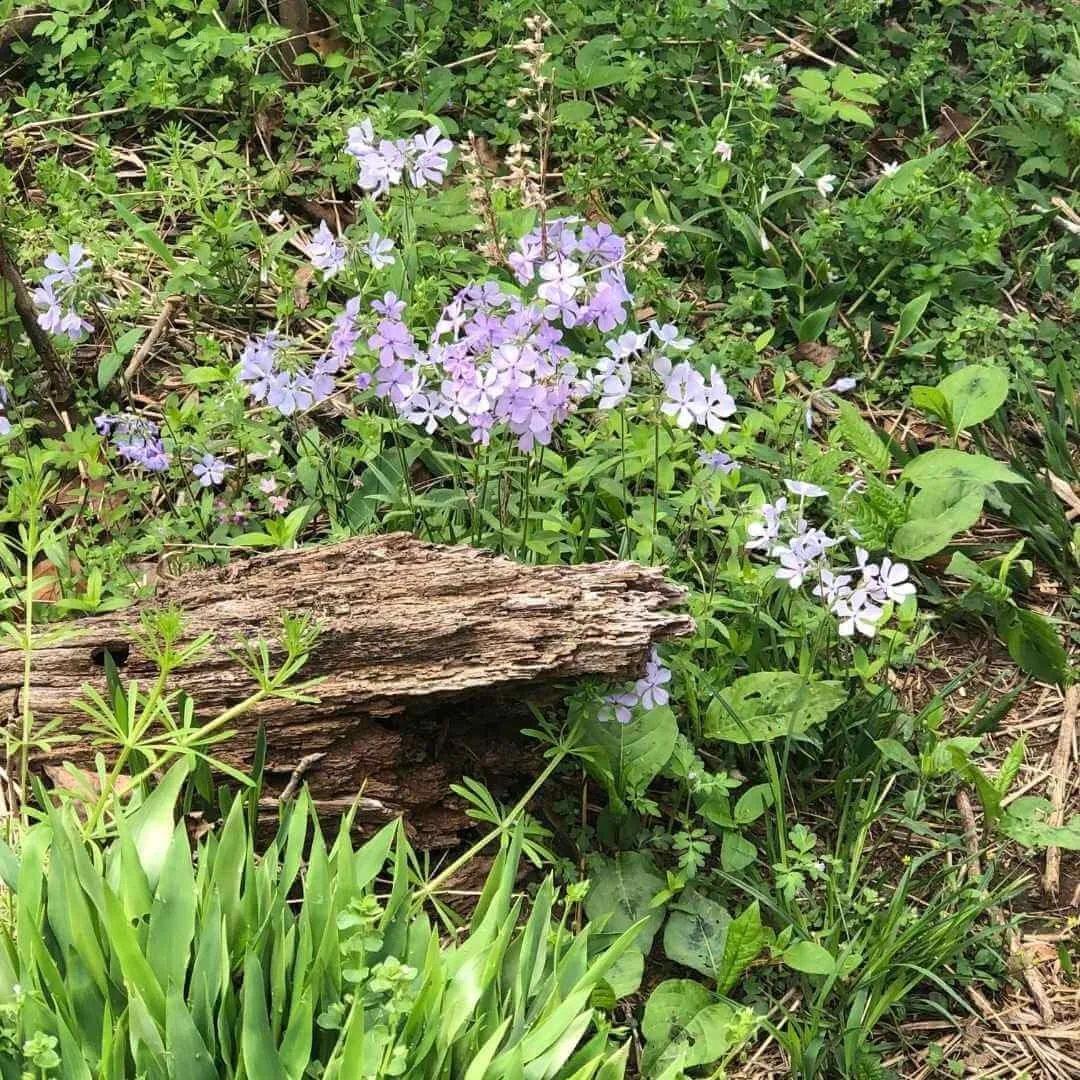 Native Woodland Phlox — Plant and Bloom Design Studio
