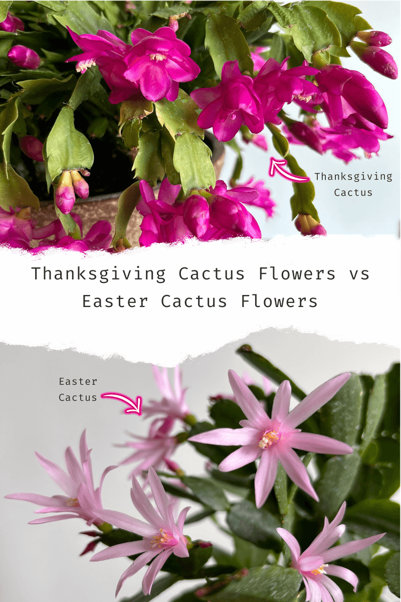 Thanksgiving Cactus Plant — Plant and Bloom Design Studio