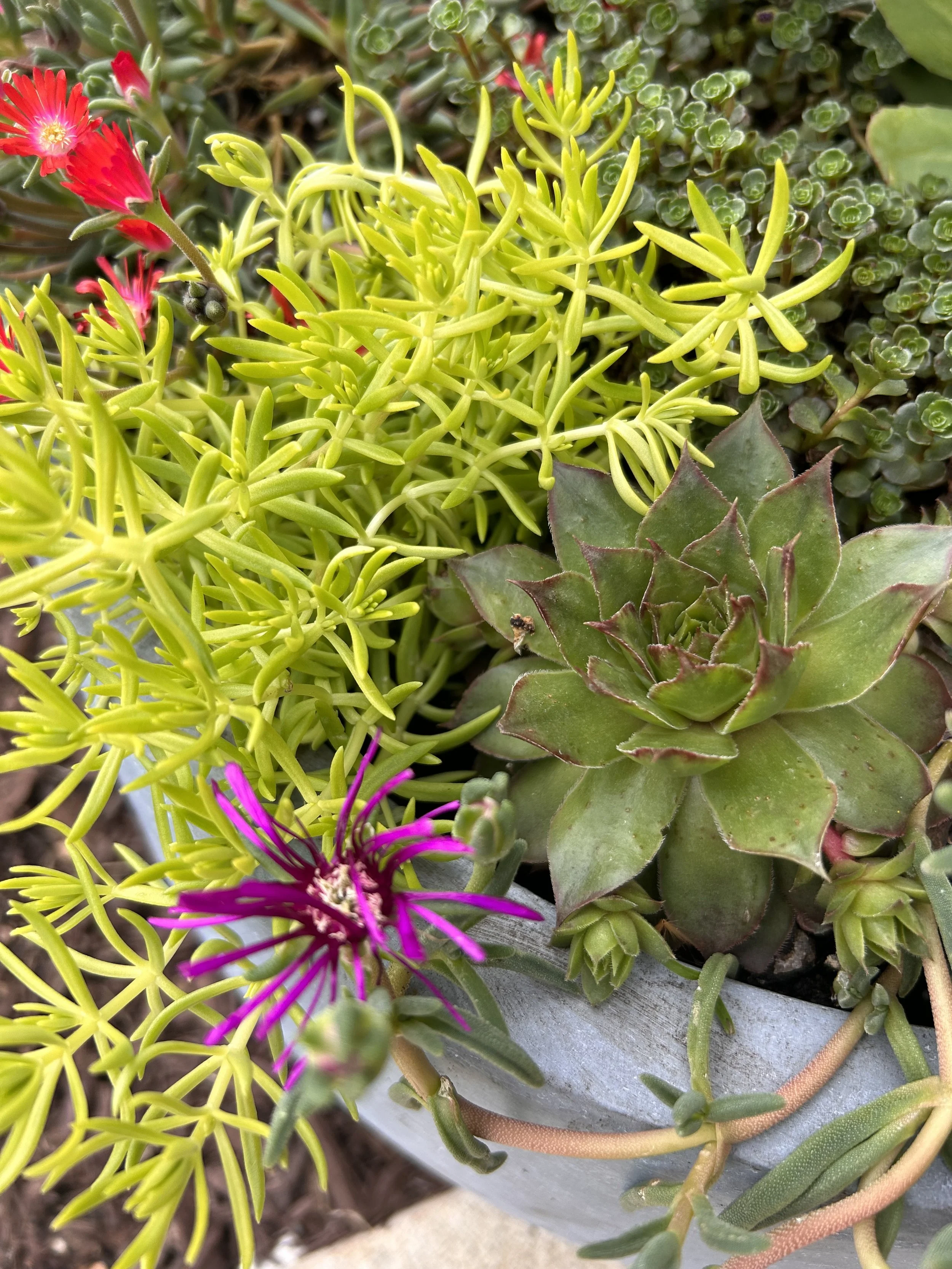 Create a modern, low-maintenance succulent container for a sunny, hot ...