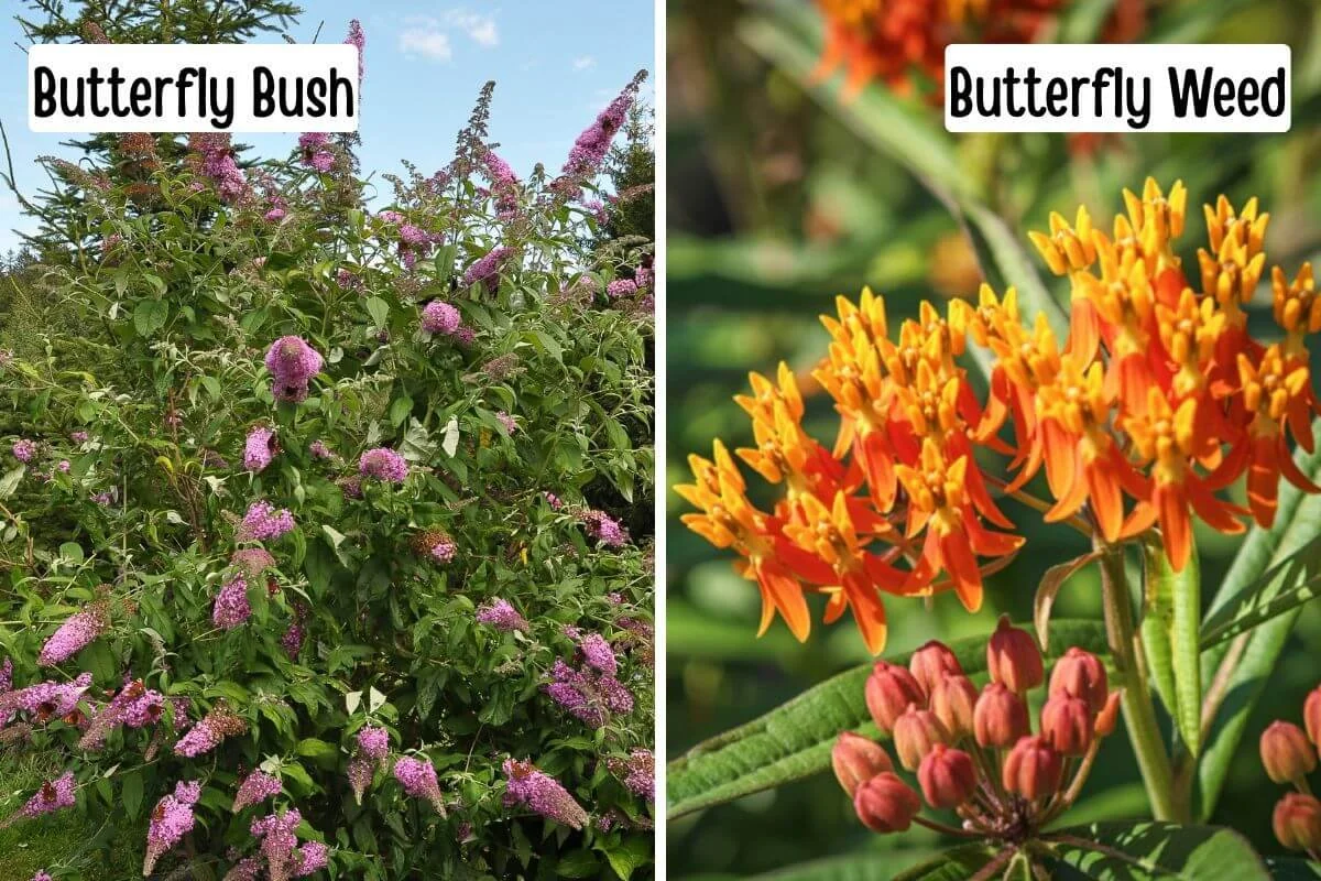 Butterfly Bush Vs Butterfly Weed