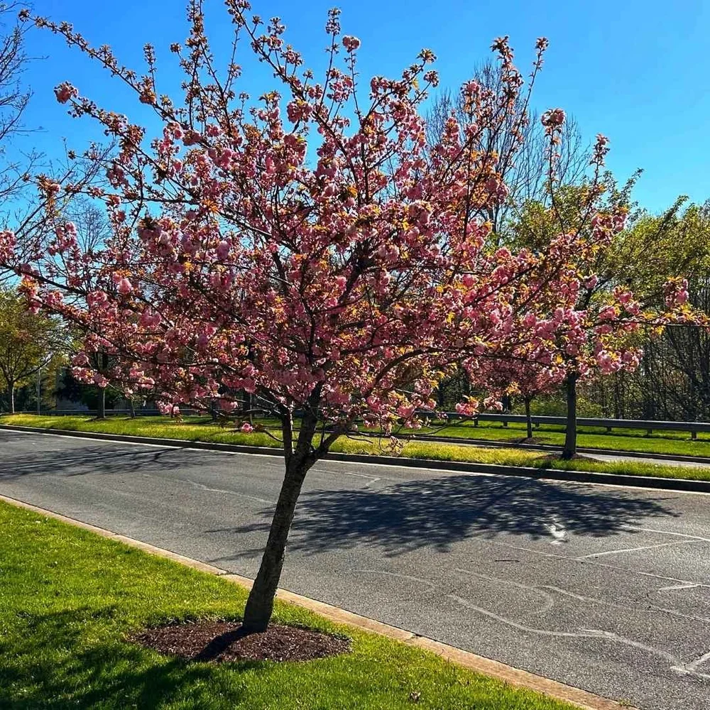 Kwanzan Cherry Tree — Plant and Bloom Design Studio
