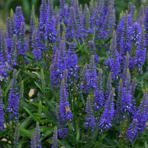 25 Best Full Sun Perennials — Plant and Bloom Design Studio