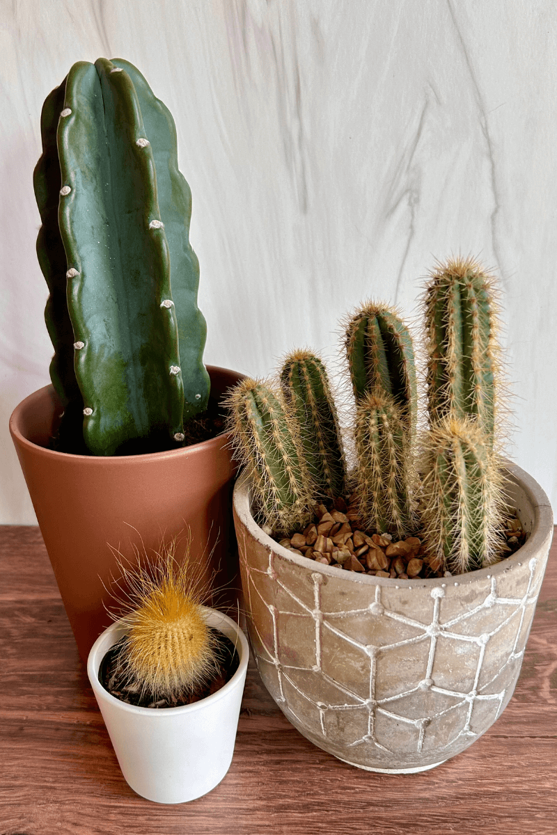 The Cuddly Cactus (Cereus jamacaru 'Cuddly Cactus') — Plant and Bloom ...