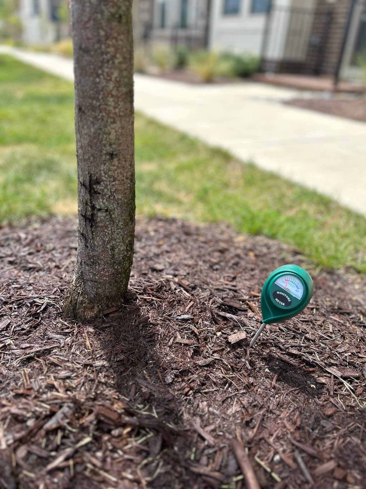 How to Water a Tree — Plant and Bloom Design Studio