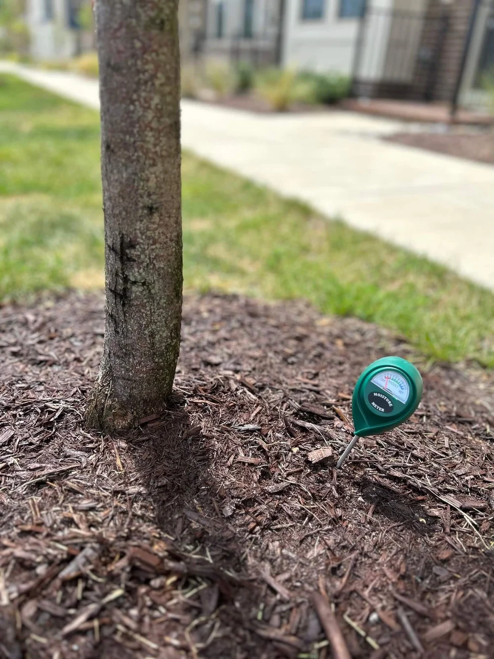 How to Water a Tree — Plant and Bloom Design Studio